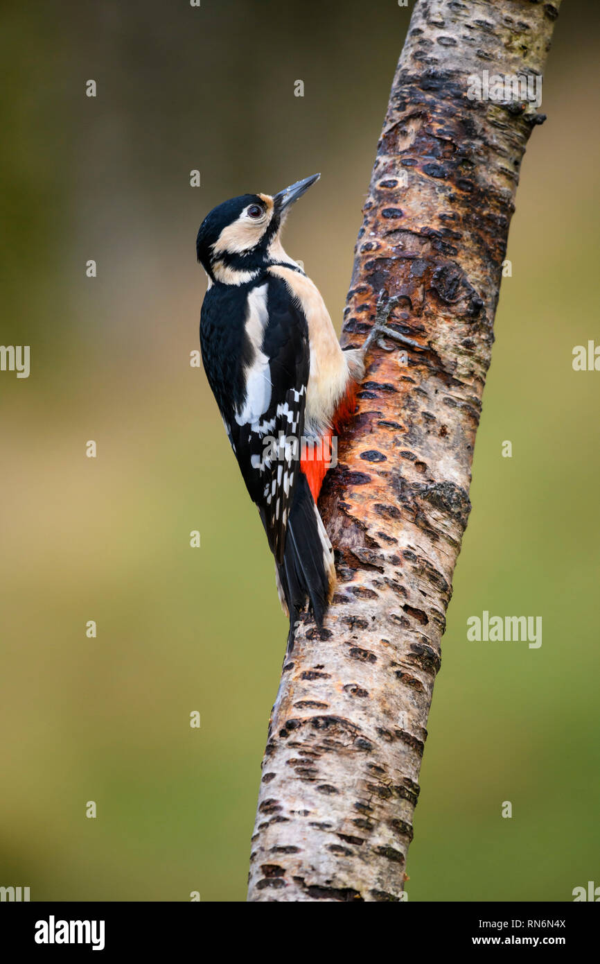 Female great spotted woodpecker hi-res stock photography and images - Alamy