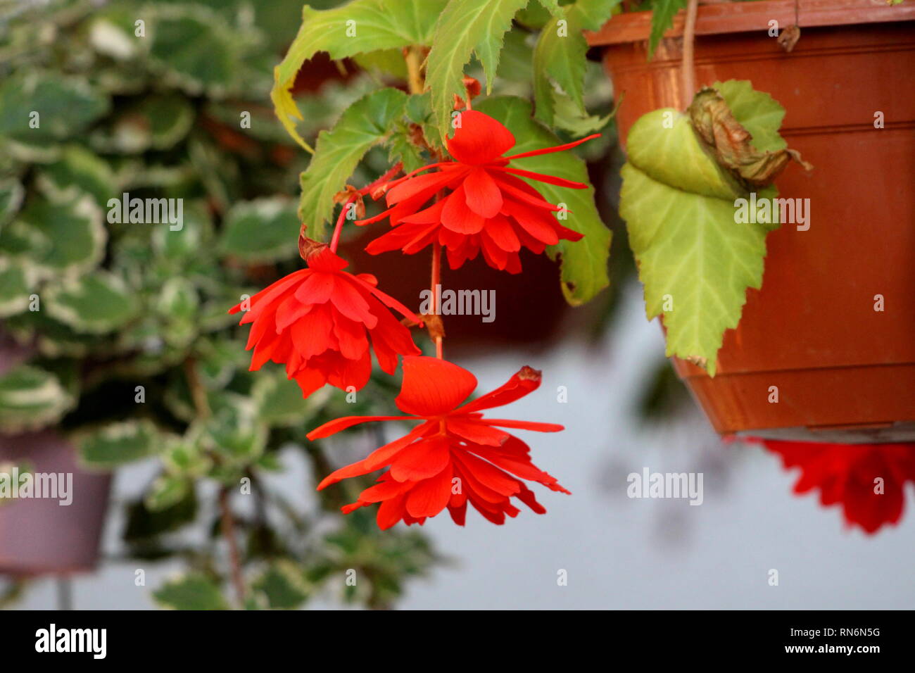 Begonia pendula red hi-res stock photography and images - Alamy