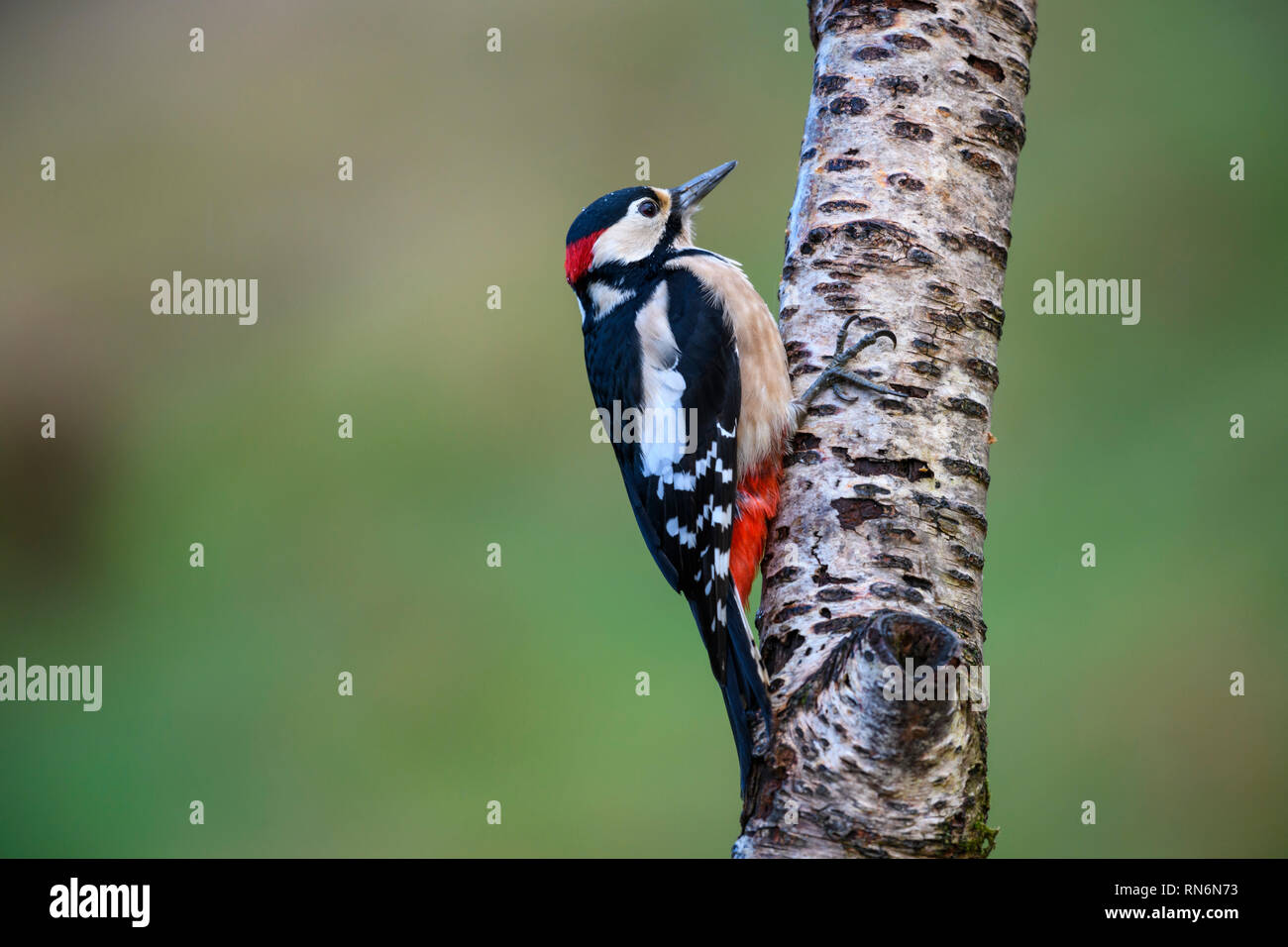 Great spotted woodpecker scotland hi-res stock photography and images ...