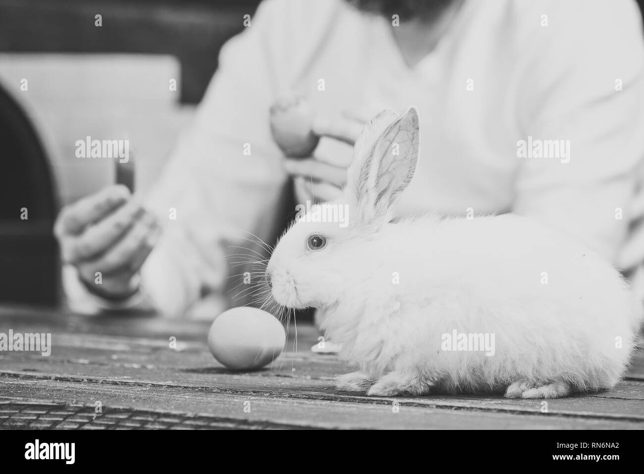 Easter Eggs - Recipes and Cooking. Rabbit's family with bunny ears ...