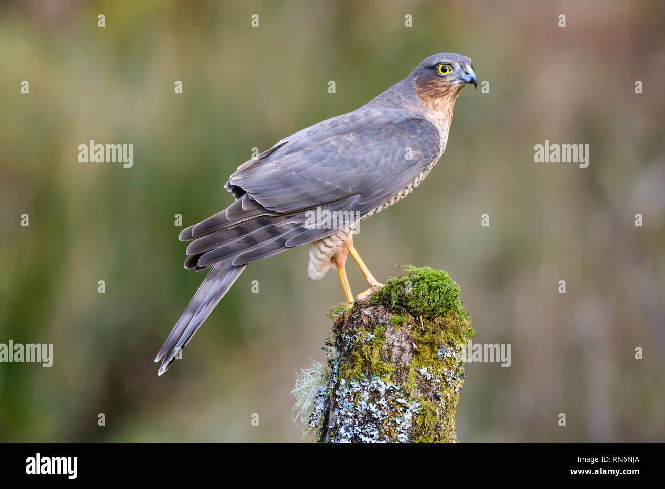Sparrowhawk, Accipiter nisus, Dumfries & Galloway, Scotland Stock Photo ...