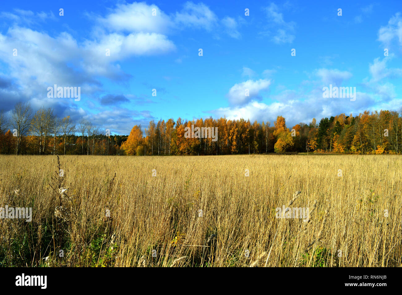 Finland nature wallpaper hi-res stock photography and images - Alamy