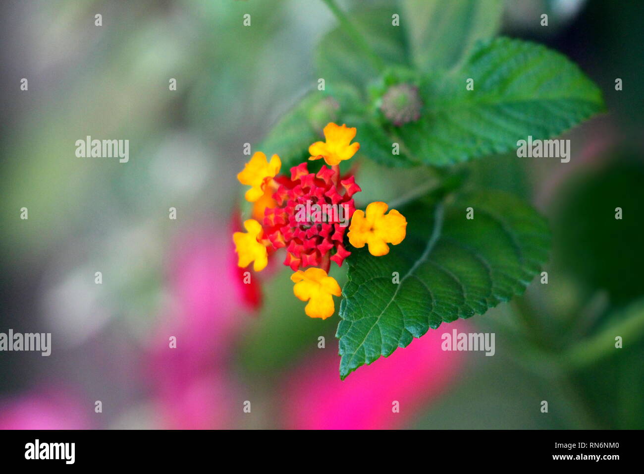 Unusual Umbelanterna or Lantana camara or Big sage or Wild sage or Red ...