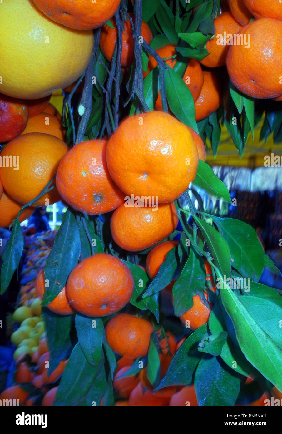 Citrus nobilis hi-res stock photography and images - Alamy