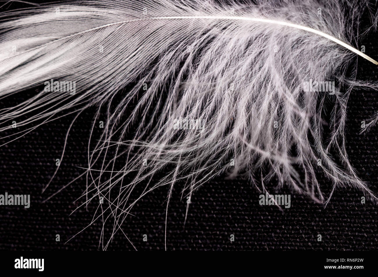 White down feather on black background, close-up, macro Stock Photo - Alamy