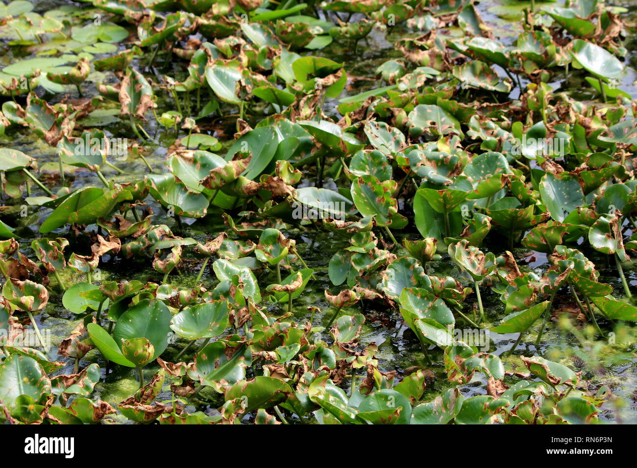 Rhizomatous perennial herb hi-res stock photography and images - Alamy