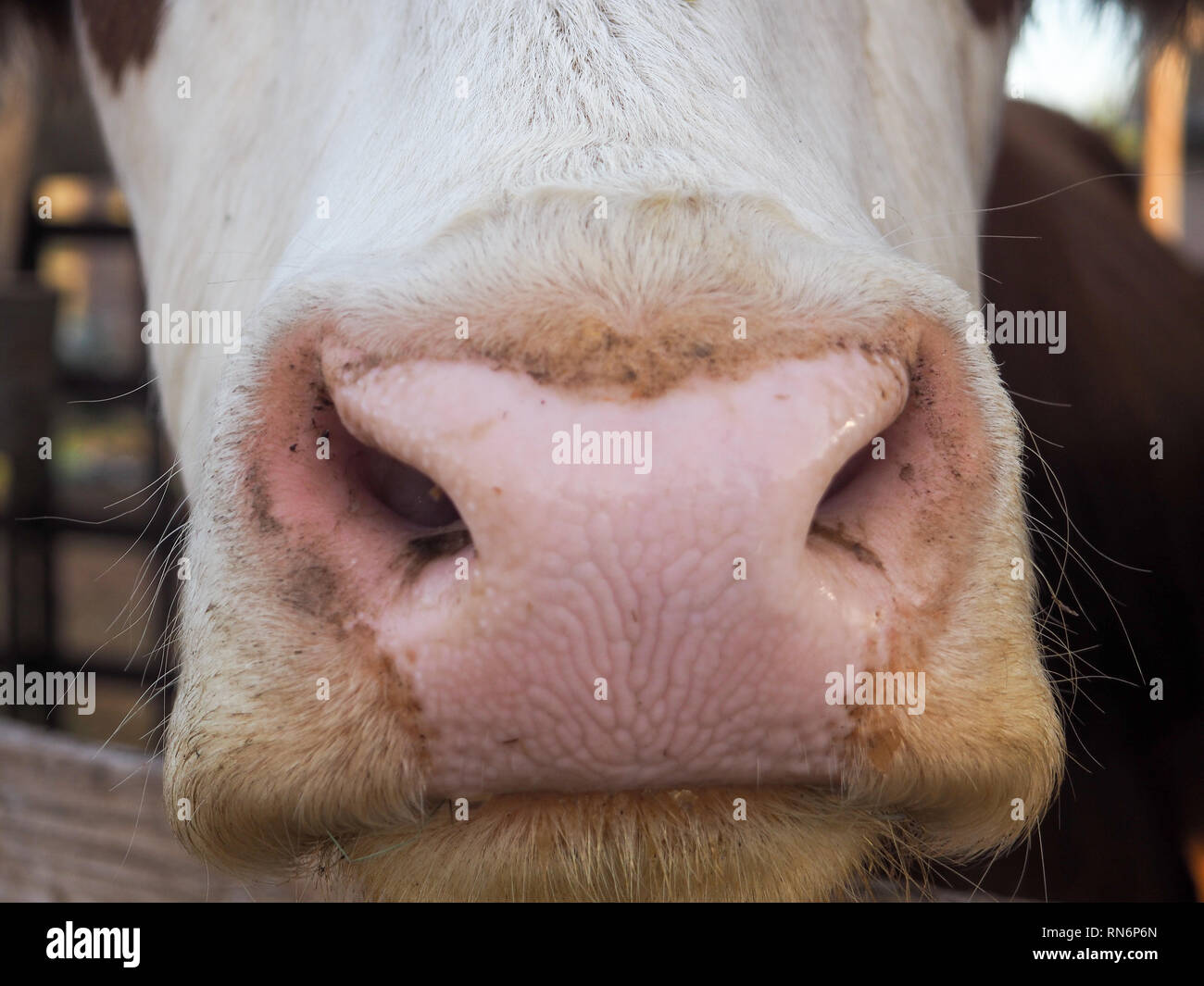 Beautiful photo of a cow hi-res stock photography and images - Alamy