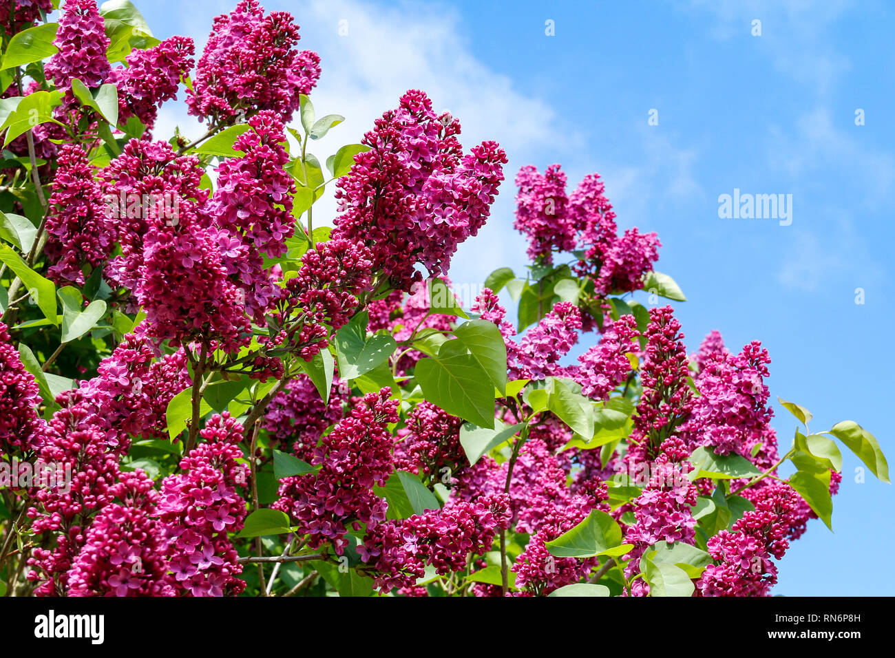 Pink flowers of Syringa vulgaris (Common lilac Stock Photo - Alamy