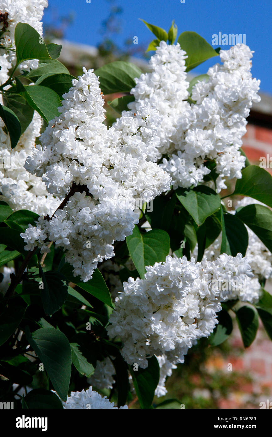 Common white lilac hi-res stock photography and images - Alamy