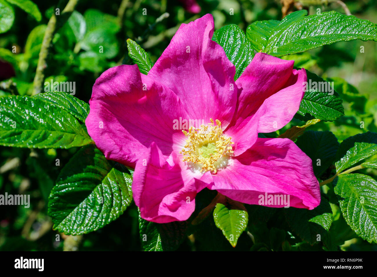 Pink rosa rugosa hi-res stock photography and images - Alamy