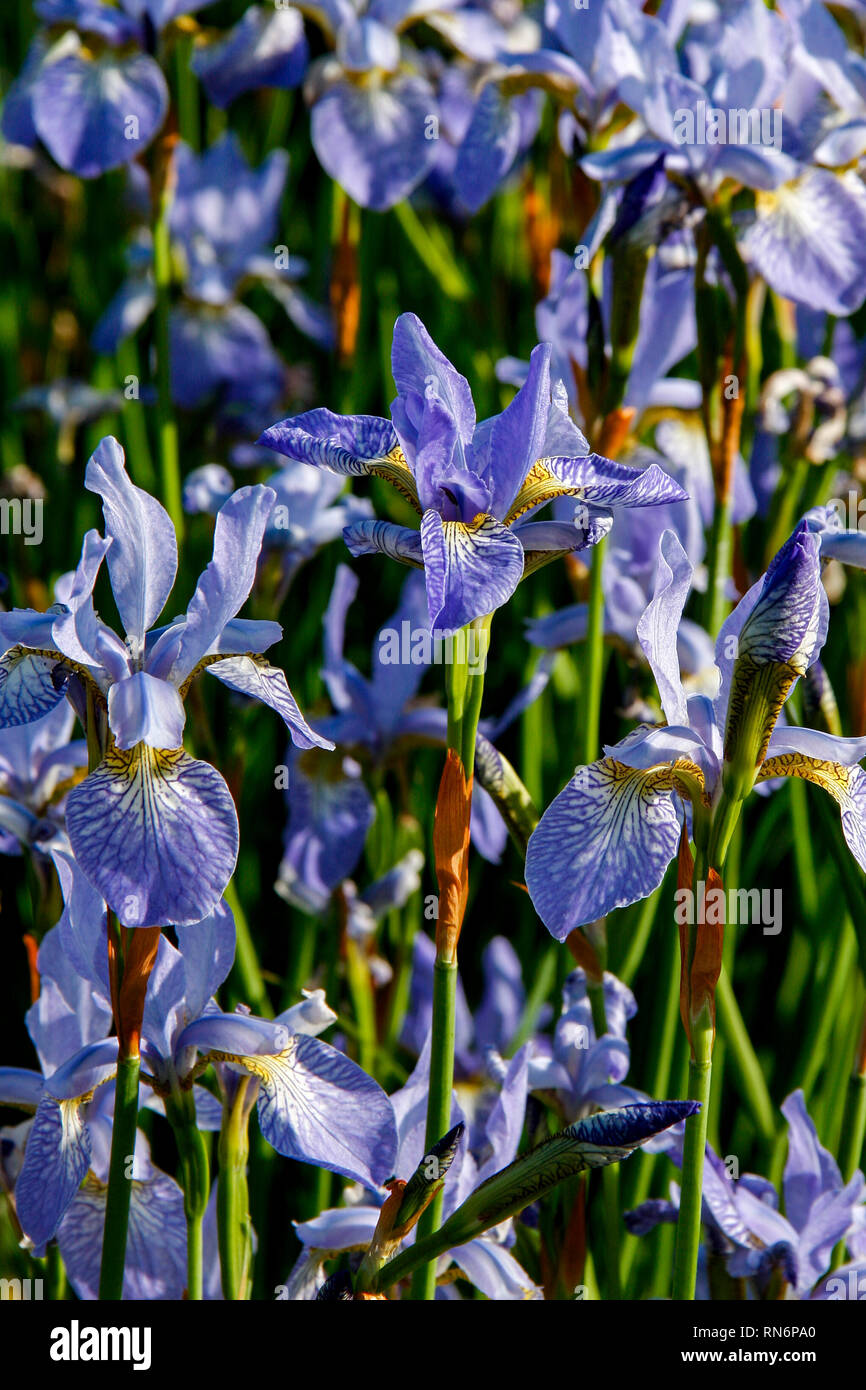 Blue flowers of Iris sibirica (Siberian iris Stock Photo - Alamy