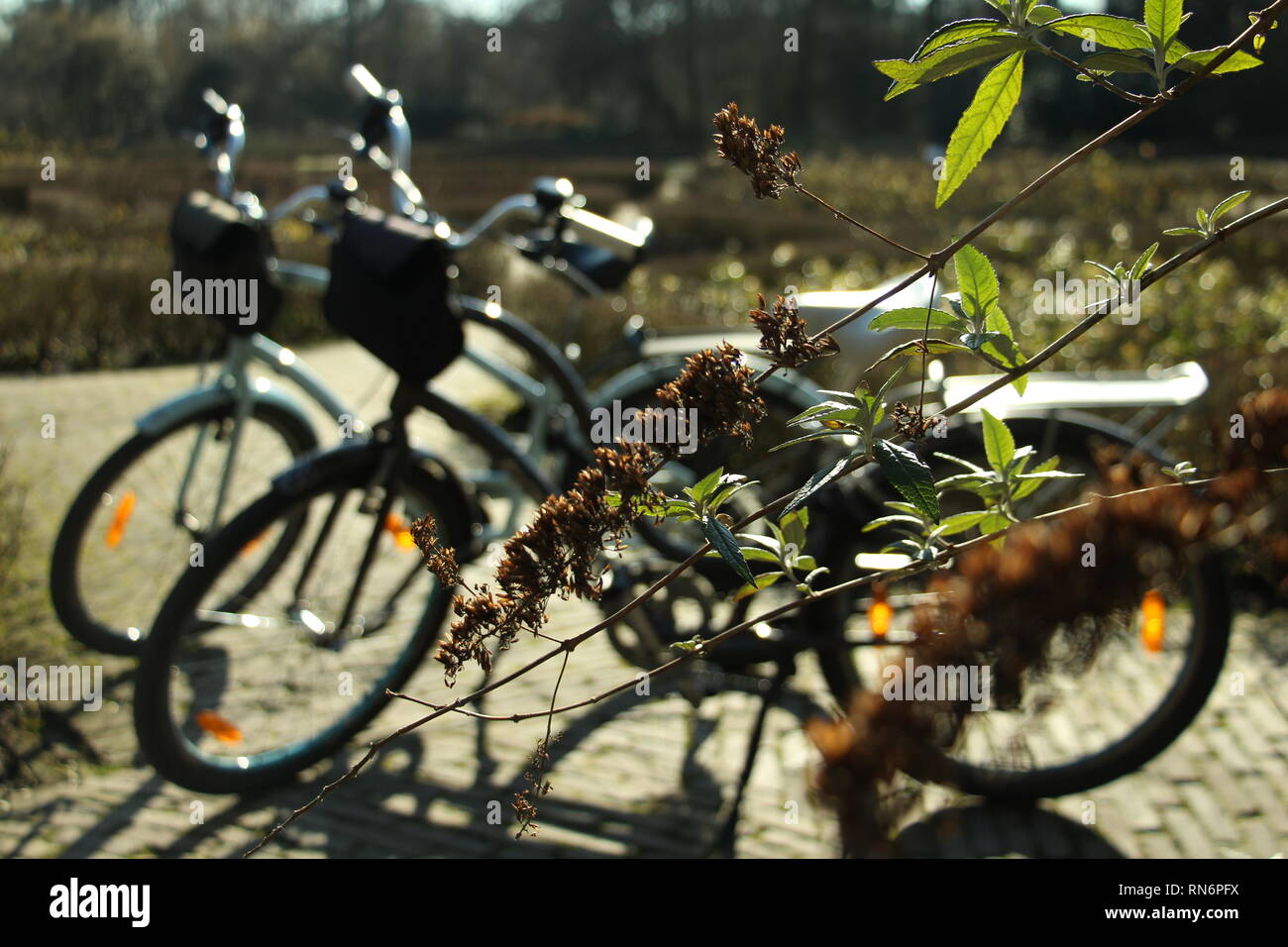 Tree of bikes hi-res stock photography and images - Alamy