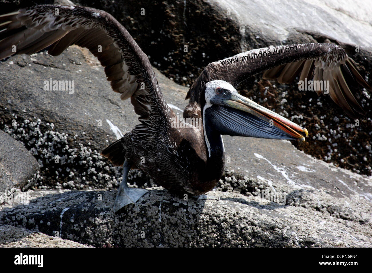 Peruvian pelican (Pelecanus thagus) in Paracas Nature Reserve, Peru ...