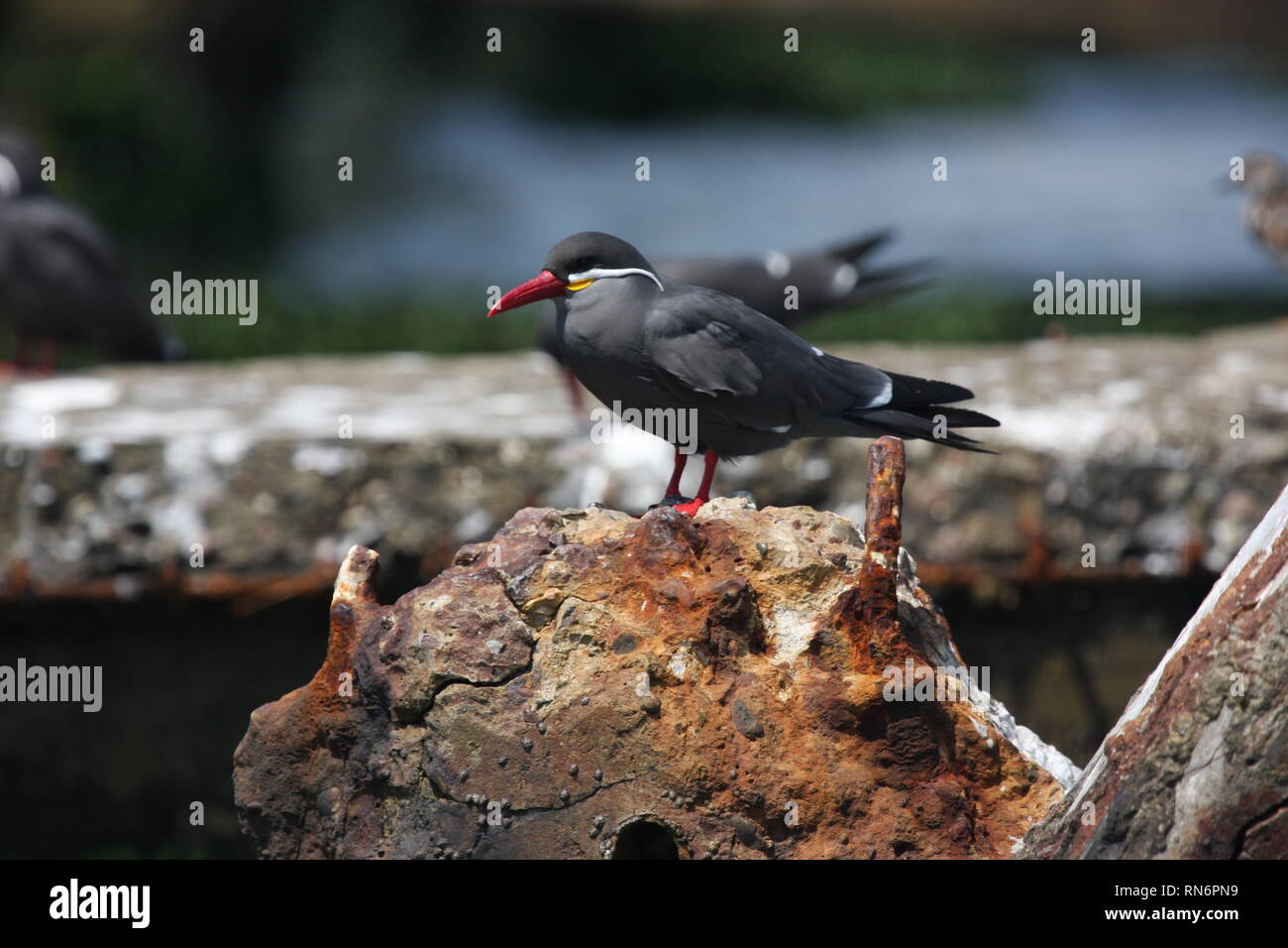 Inca tern (Larosterna inca) in Paracas National Reserve, Peru Stock ...