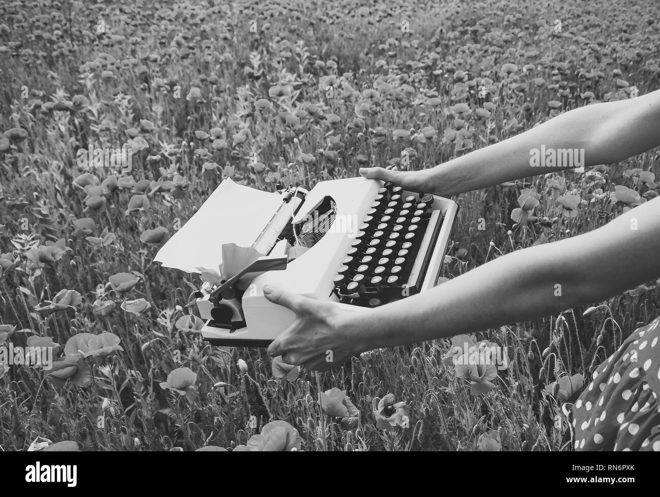 Remembrance day poppy flower Black and White Stock Photos & Images - Alamy