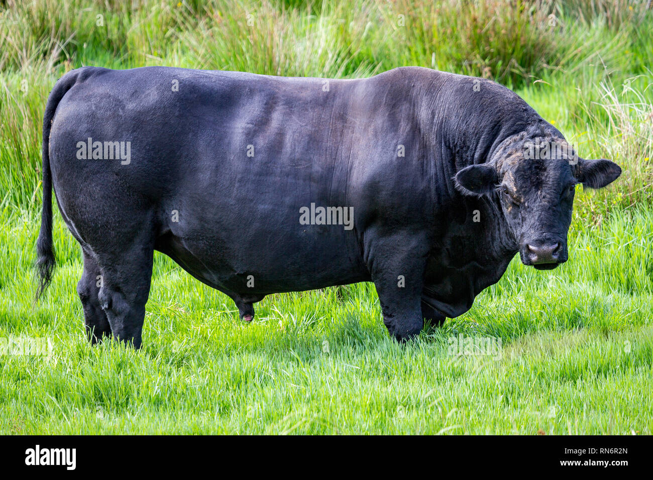 Gisborne new zealand farm hi-res stock photography and images - Alamy