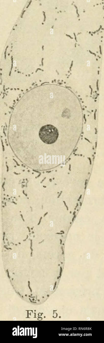 Phases de la mitose hi-res stock photography and images - Alamy