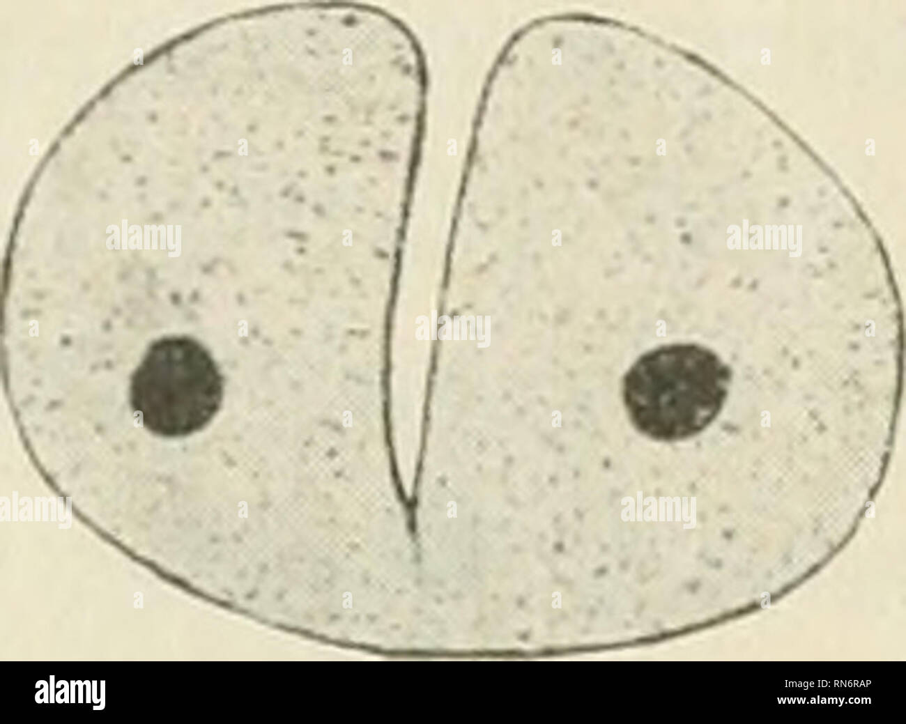 Amitotic hi-res stock photography and images - Alamy