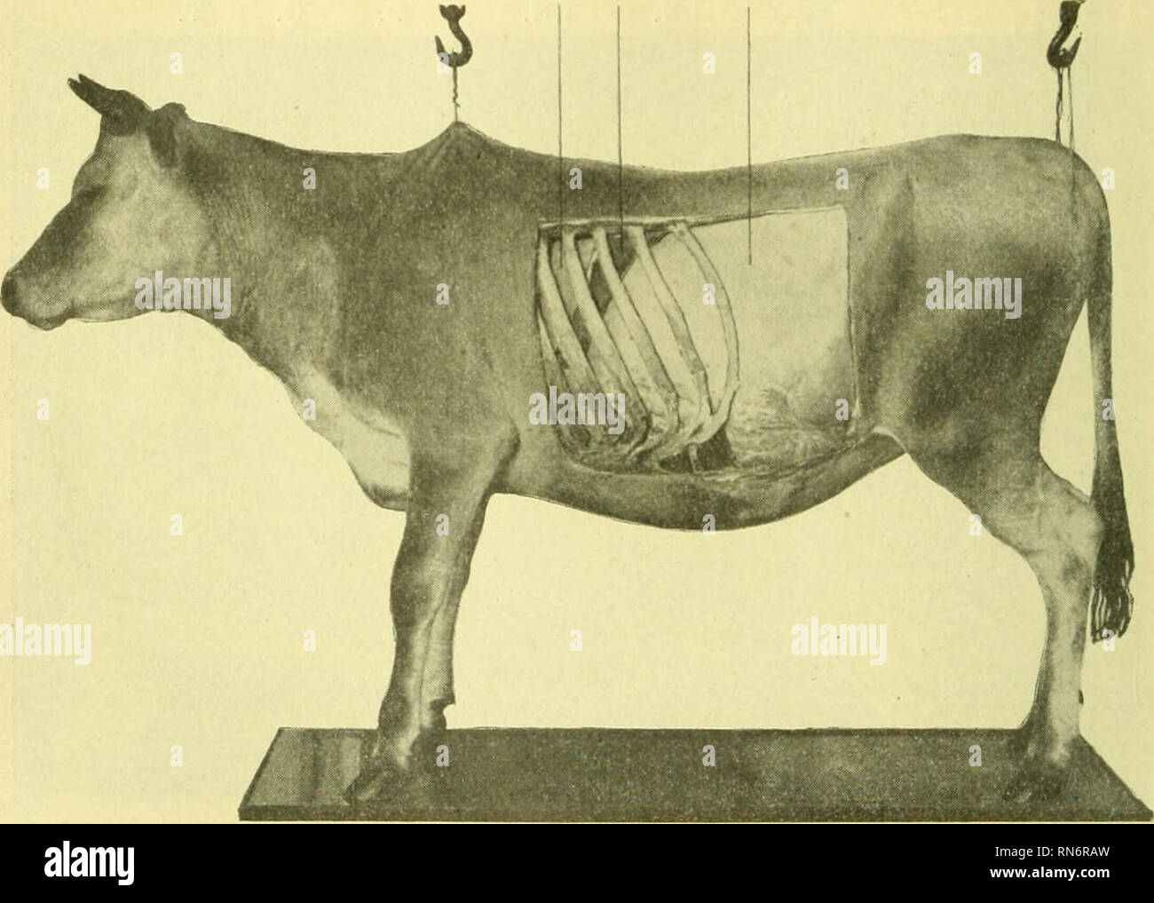 Becken anatomy hi-res stock photography and images - Alamy