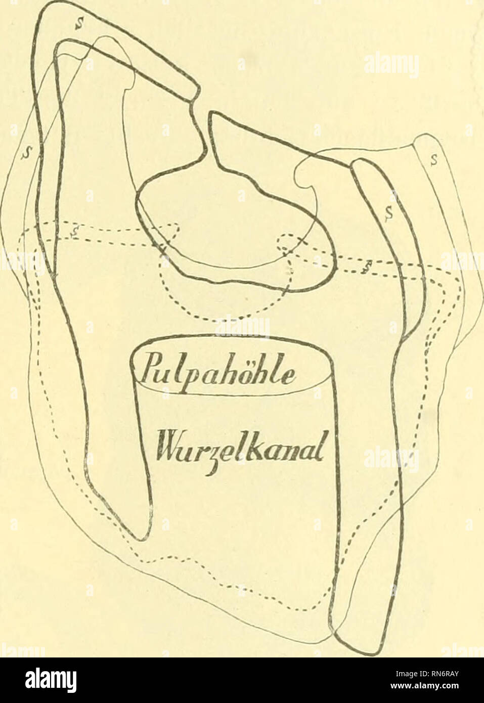 Anthropopithecus Gorilla High Resolution Stock Photography and Images ...