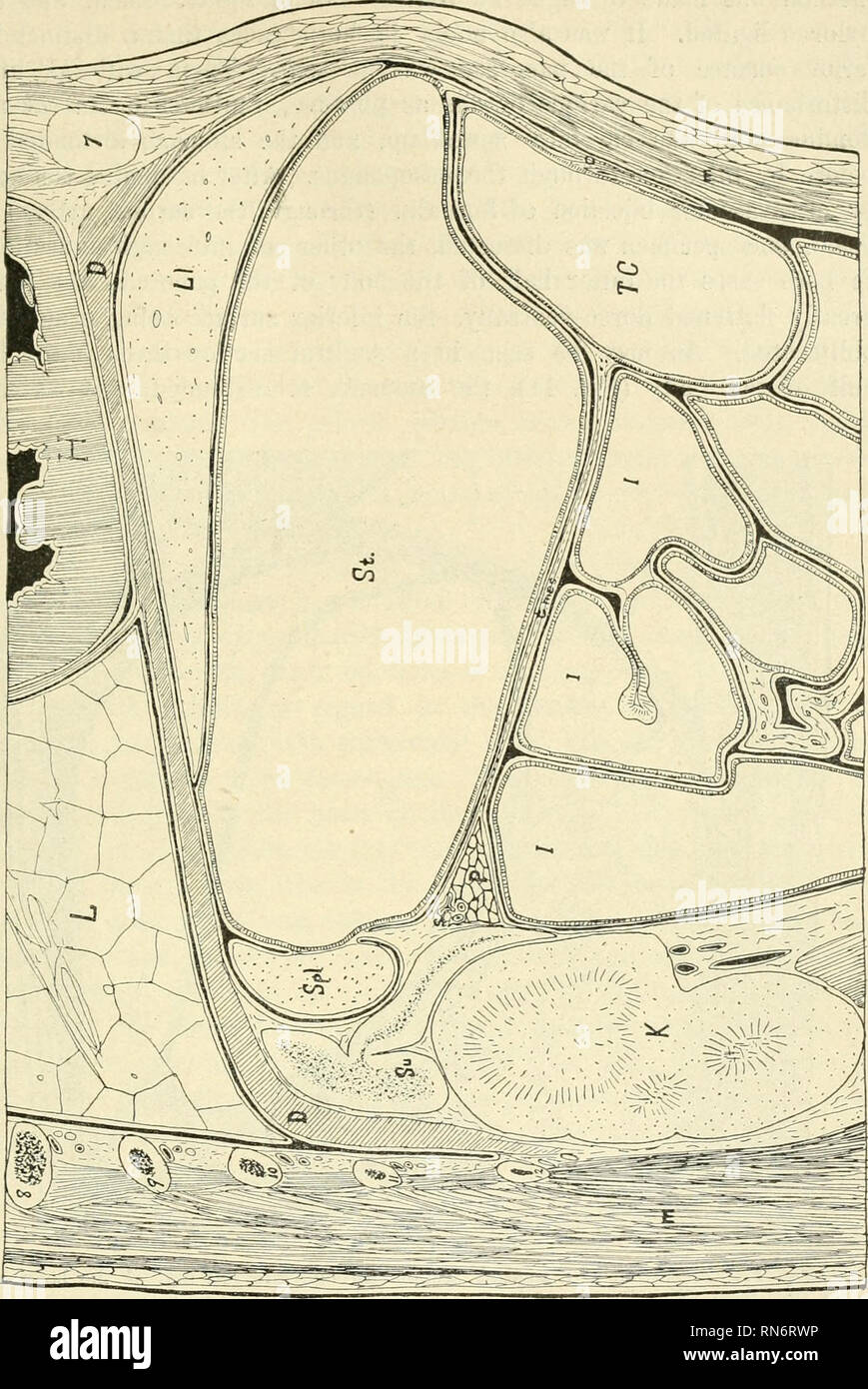 Shelf like appearance hi-res stock photography and images - Alamy