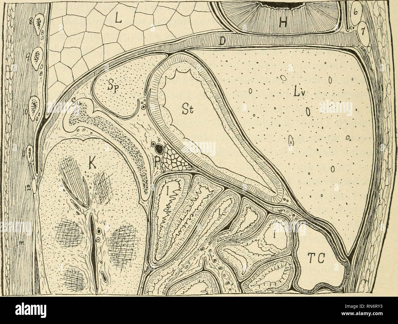 Distended stomach hi-res stock photography and images - Alamy