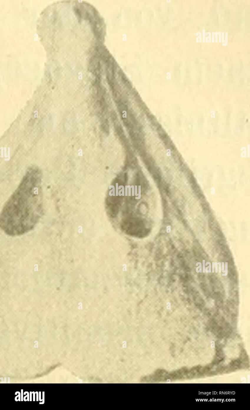 Labidosaurus hi-res stock photography and images - Alamy