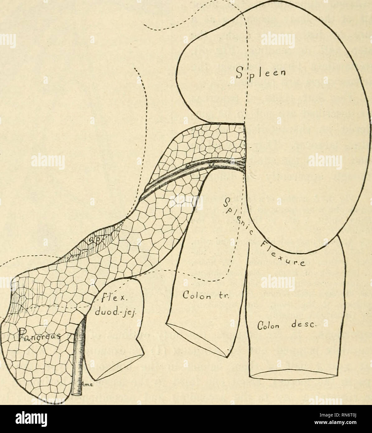 Splenic Flexure Location