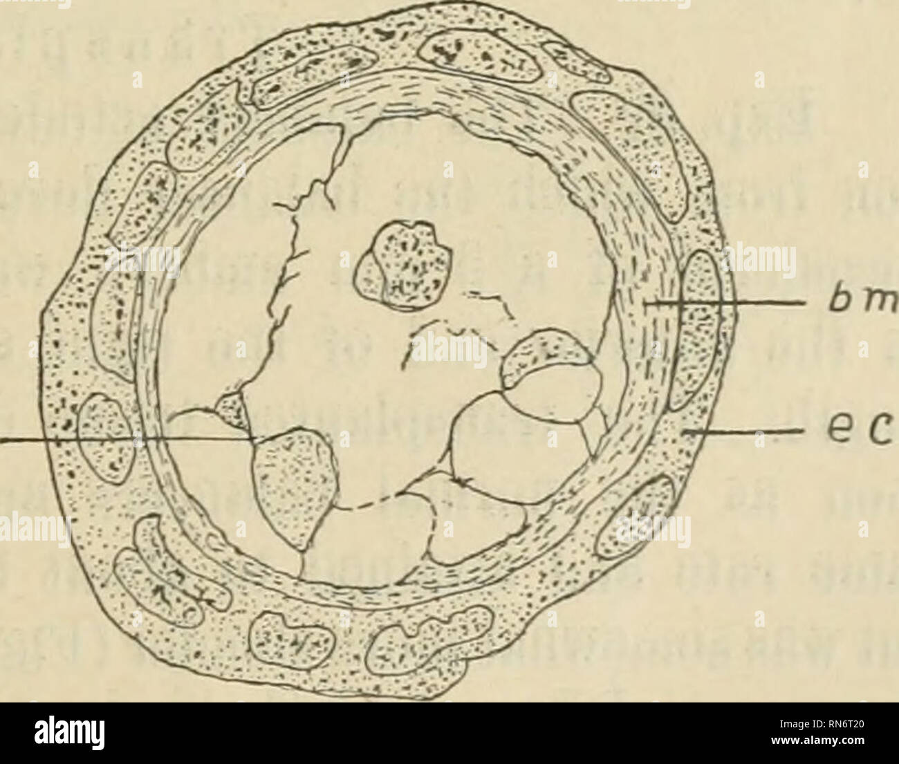 . Anatomischer Anzeiger. Anatomy, Comparative; Anatomy, Comparative ...