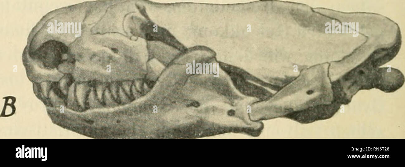 . Anatomischer Anzeiger. Anatomy, Comparative; Anatomy, Comparative ...