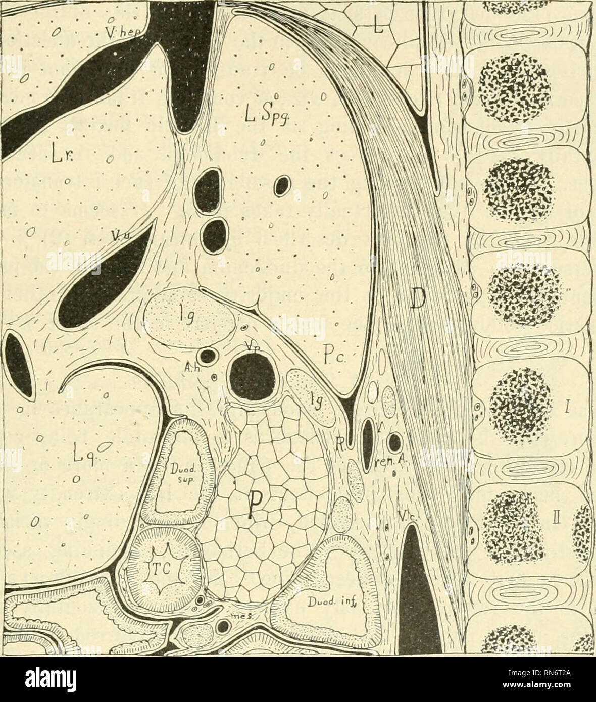 Transverse mesocolon hi-res stock photography and images - Alamy