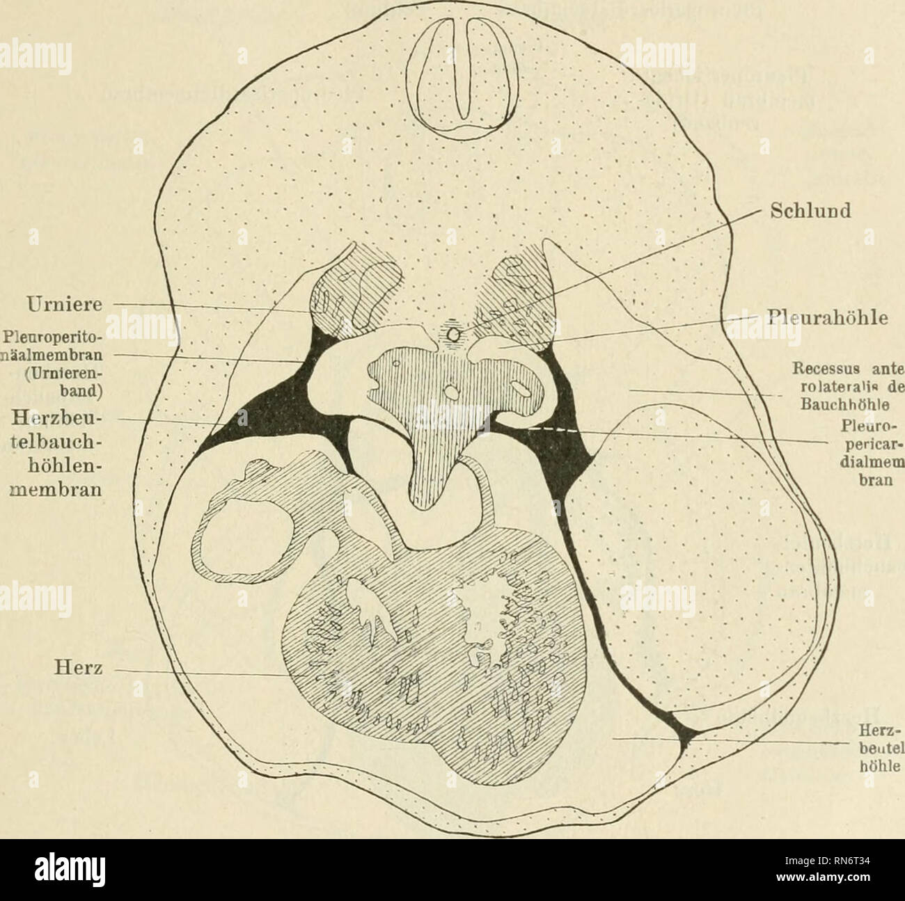 . Anatomischer Anzeiger. Anatomy, Comparative; Anatomy, Comparative ...