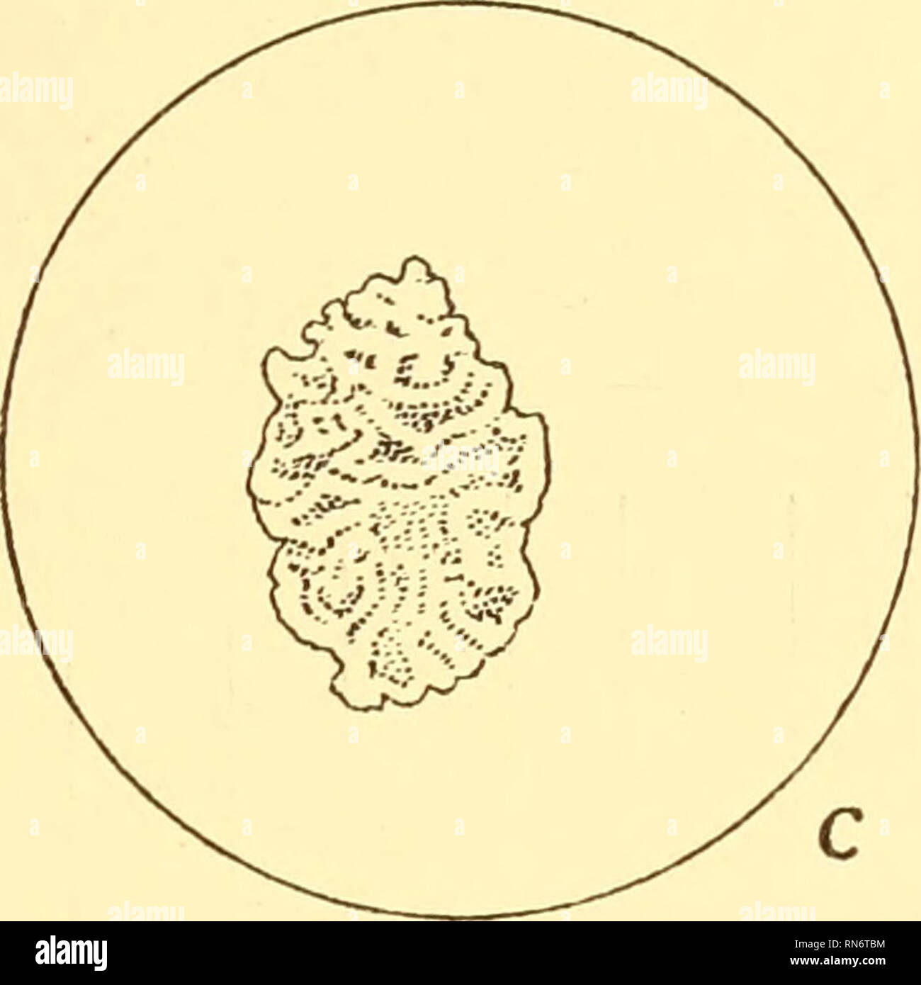 Bacillus subtilis agar hi-res stock photography and images - Alamy