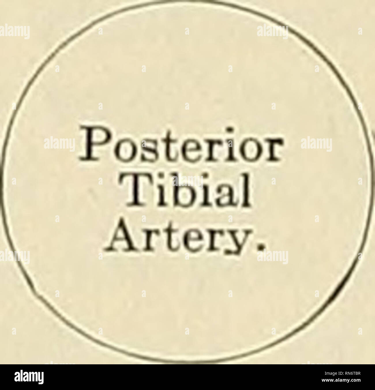 . Anatomy, descriptive and applied. Anatomy. 700 THE VASCULAR SYSTEMS ...