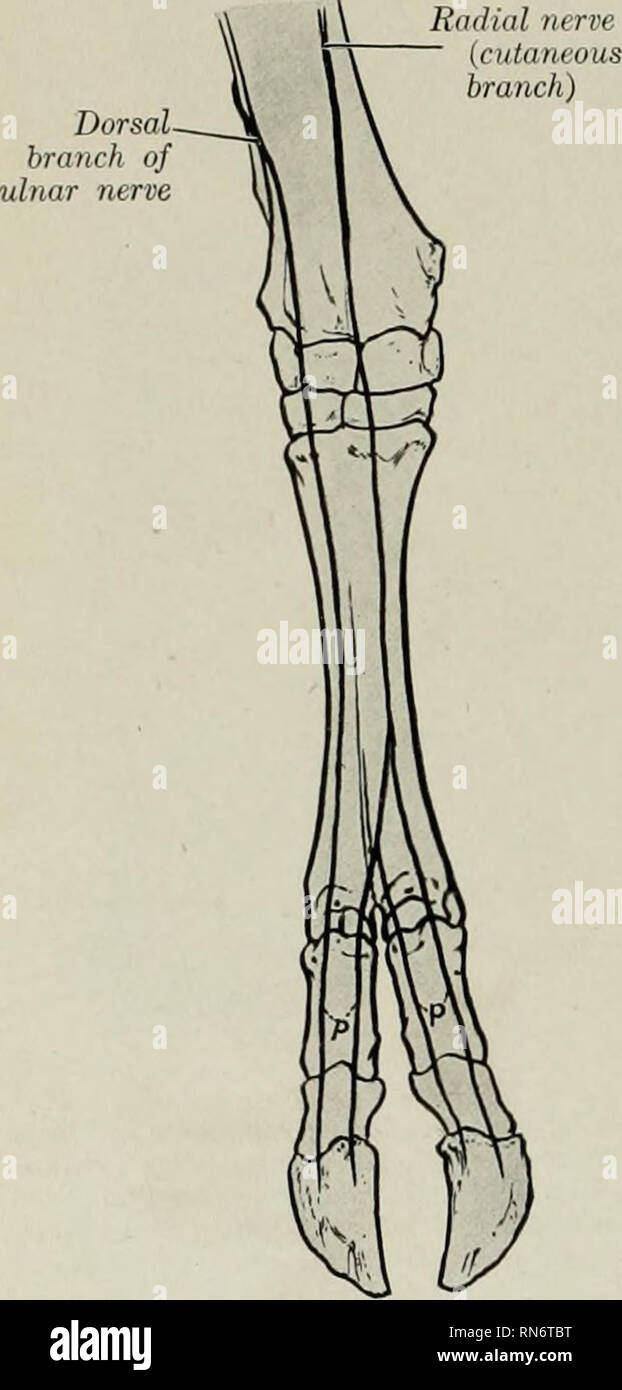 . The anatomy of the domestic animals. Veterinary anatomy. 840 THE ...
