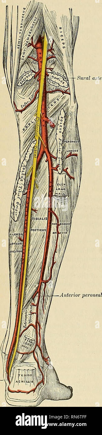 . Anatomy, descriptive and applied. Anatomy. 692 THE VASCULAR SYSTEMS ...