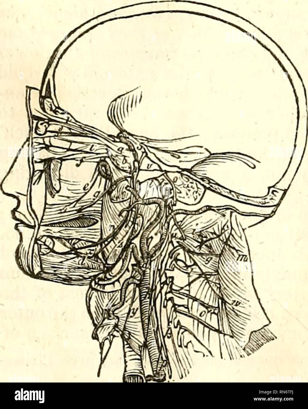 . The anatomy of the human body. Human anatomy; Anatomy. 836 NEUROLOGY ...