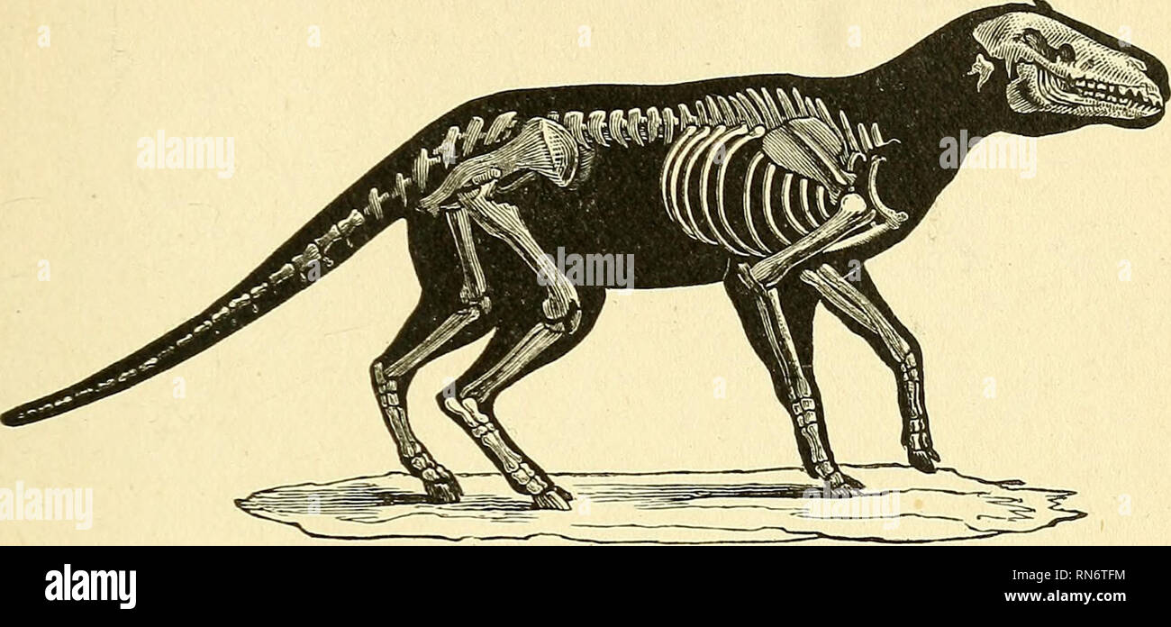 Middle eocene period hi-res stock photography and images - Alamy