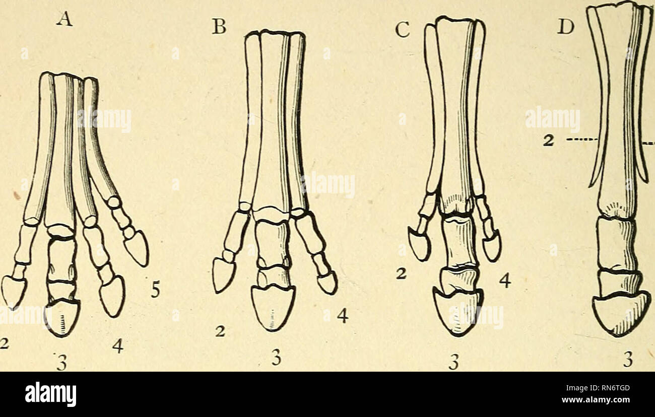 . The ancient life-history of the earth; a comprehensive outline of the ...
