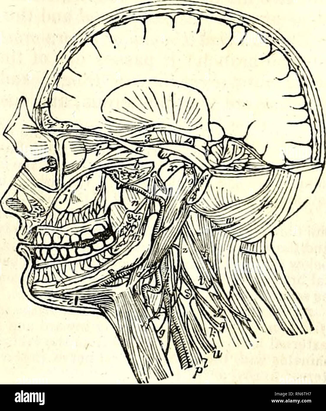 . The anatomy of the human body. Human anatomy; Anatomy. THE TRIGEMINAL ...