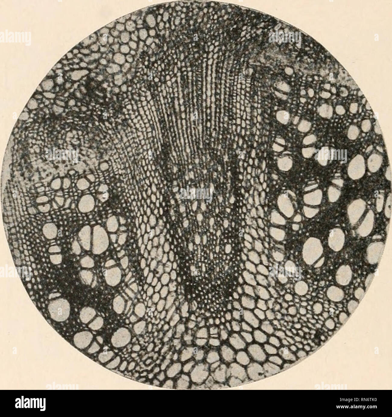 . The anatomy of woody plants. Botany -- Anatomy. 398 THE ANATOMY OF ...
