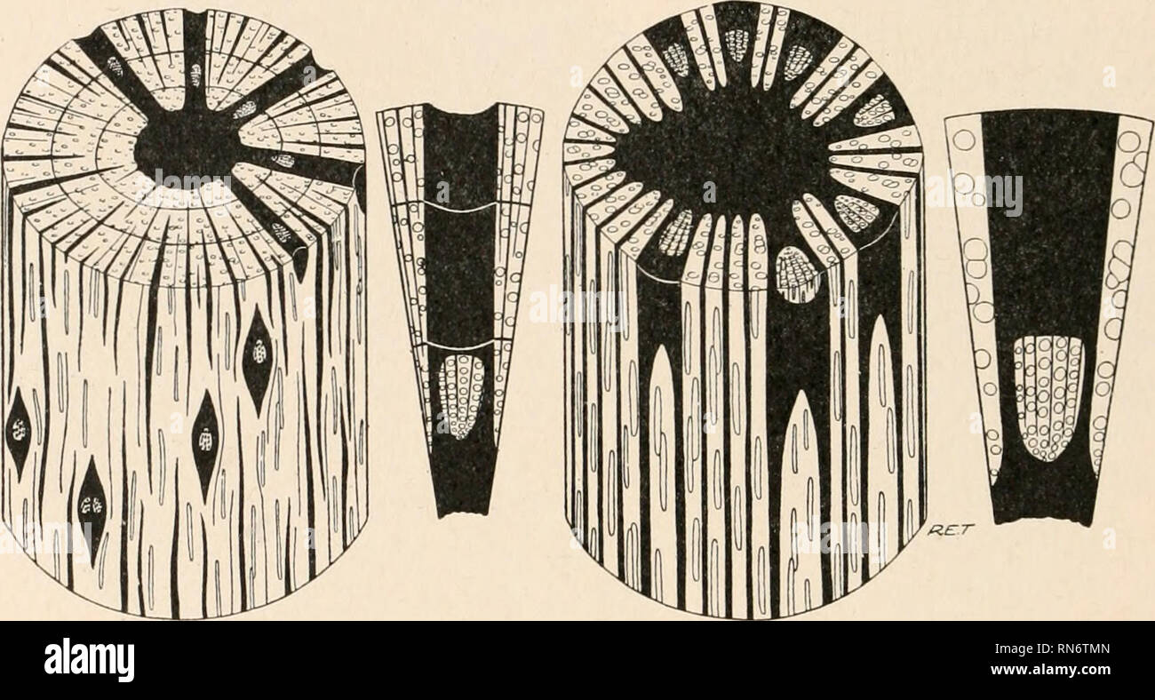 Booksubjectbotanyanatomy hi-res stock photography and images - Alamy