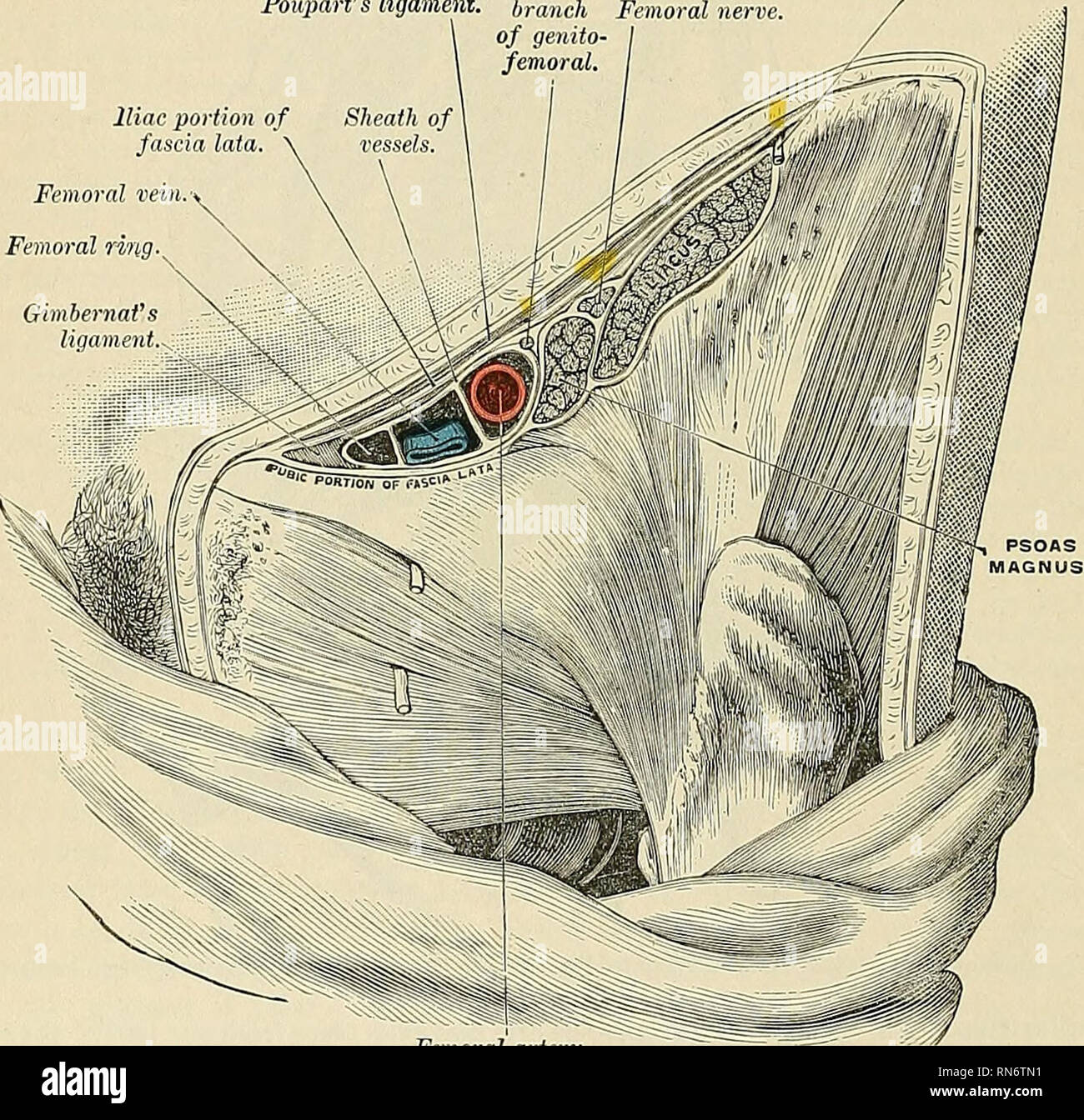. Anatomy, descriptive and applied. Anatomy. 682 THE VASCULAR SYSTEMS ...
