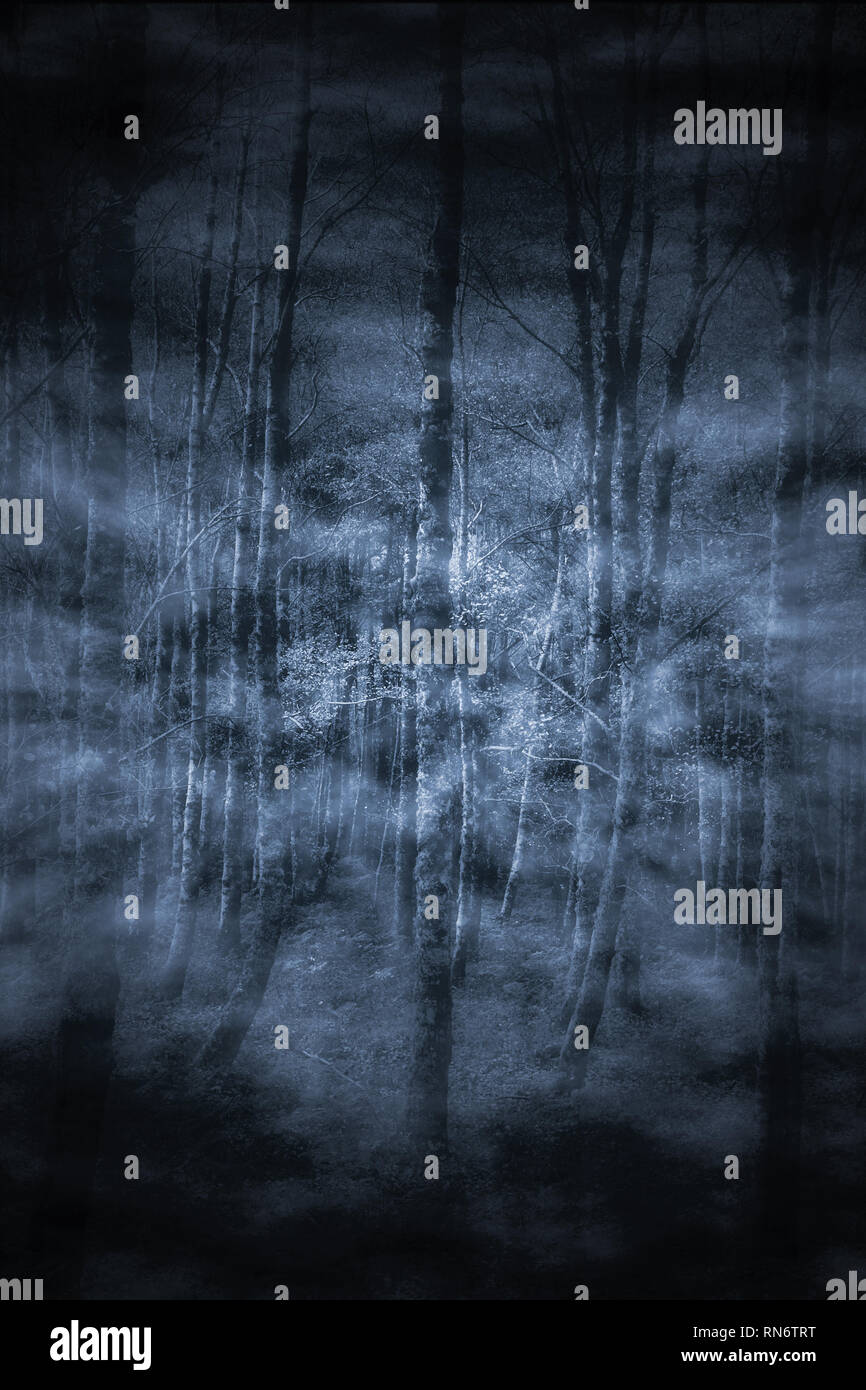 Spooky foggy forest at night Stock Photo - Alamy