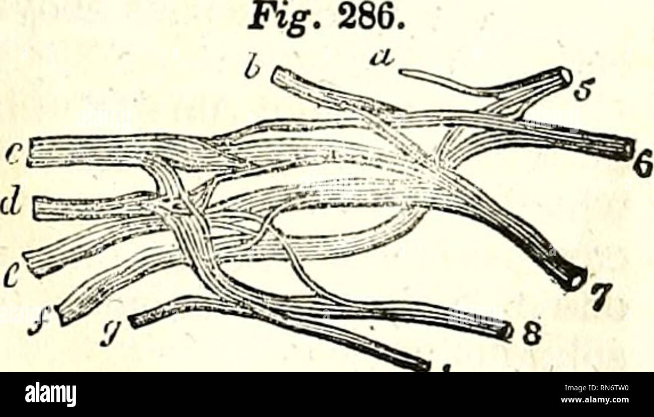 Branches of brachial plexus hi-res stock photography and images - Alamy