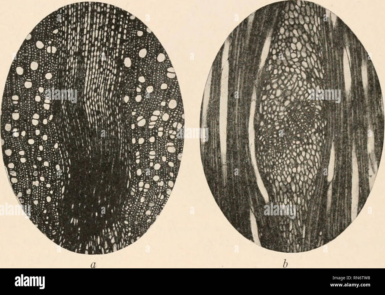 . The anatomy of woody plants. Botany -- Anatomy. THE HERBACEOUS ...