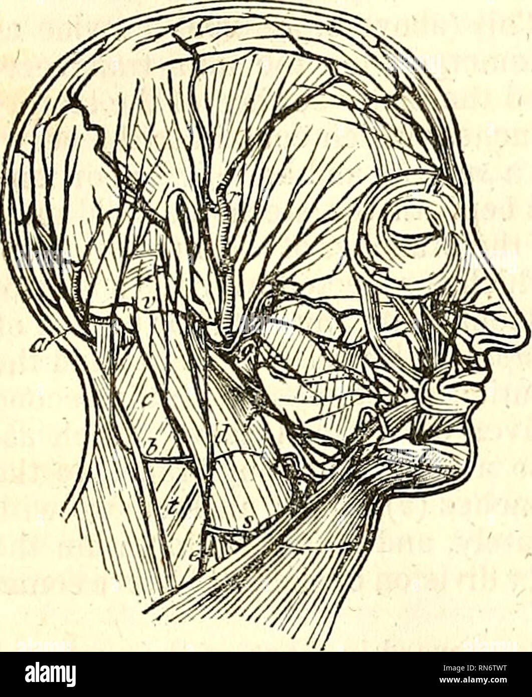 . The anatomy of the human body. Human anatomy; Anatomy. 778 NEUROLOGY ...