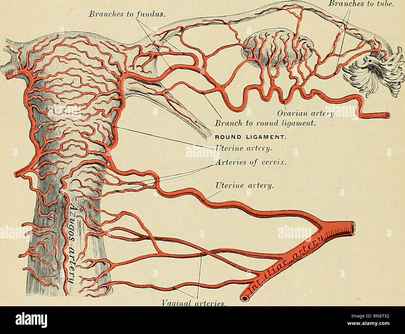 Vesical artery hi-res stock photography and images - Alamy