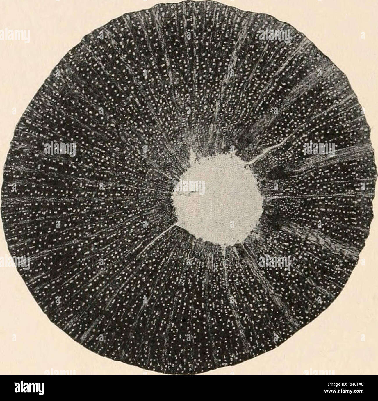 . The anatomy of woody plants. Botany -- Anatomy. 390 THE ANATOMY OF ...