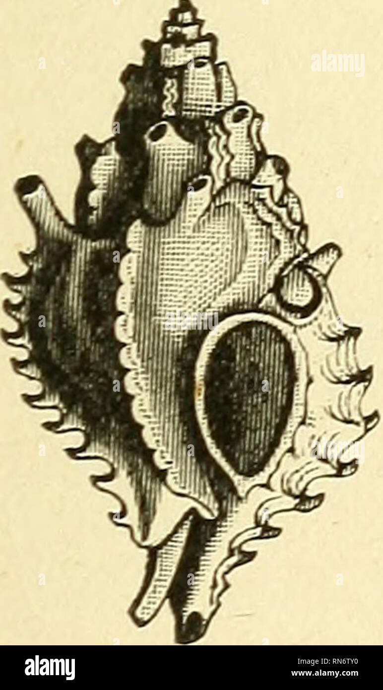 . The ancient life-history of the earth; a comprehensive outline of the ...